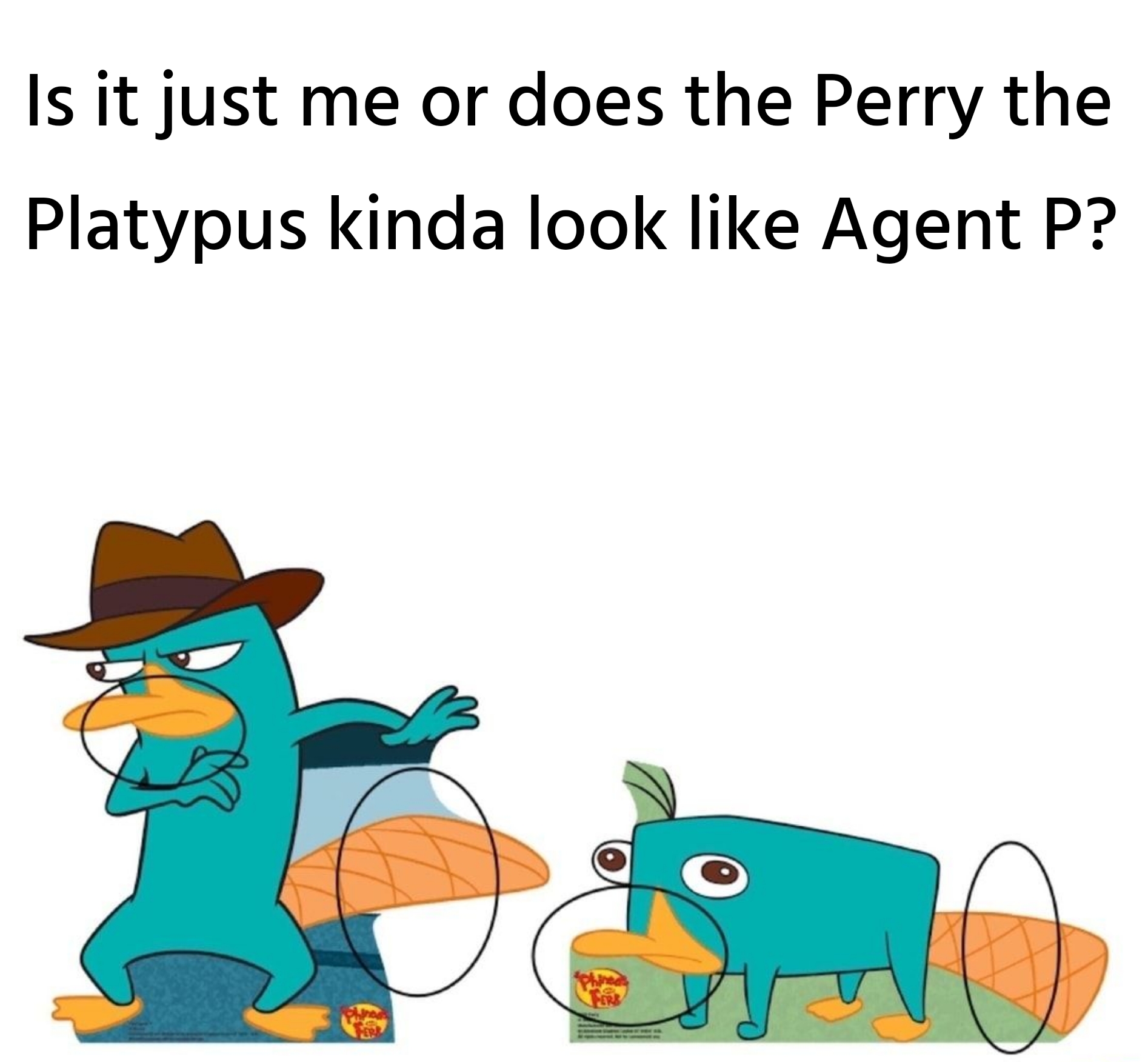 A platypus Perry the platypus meme - MemeZila.com